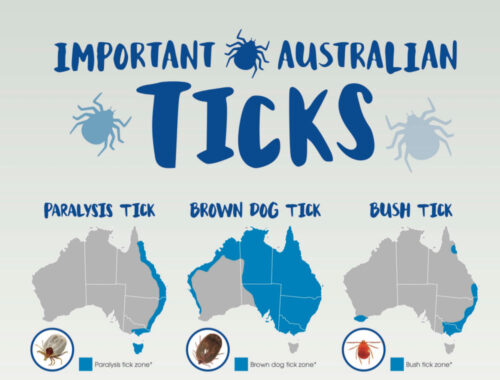 Map-Australian-Tick-Zones - Vet Ipswich caring for local pets - Booval ...