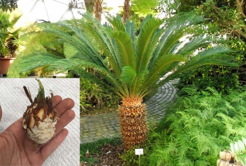 Cycad Toxicity - Vet Ipswich caring for local pets - Booval Vet ...